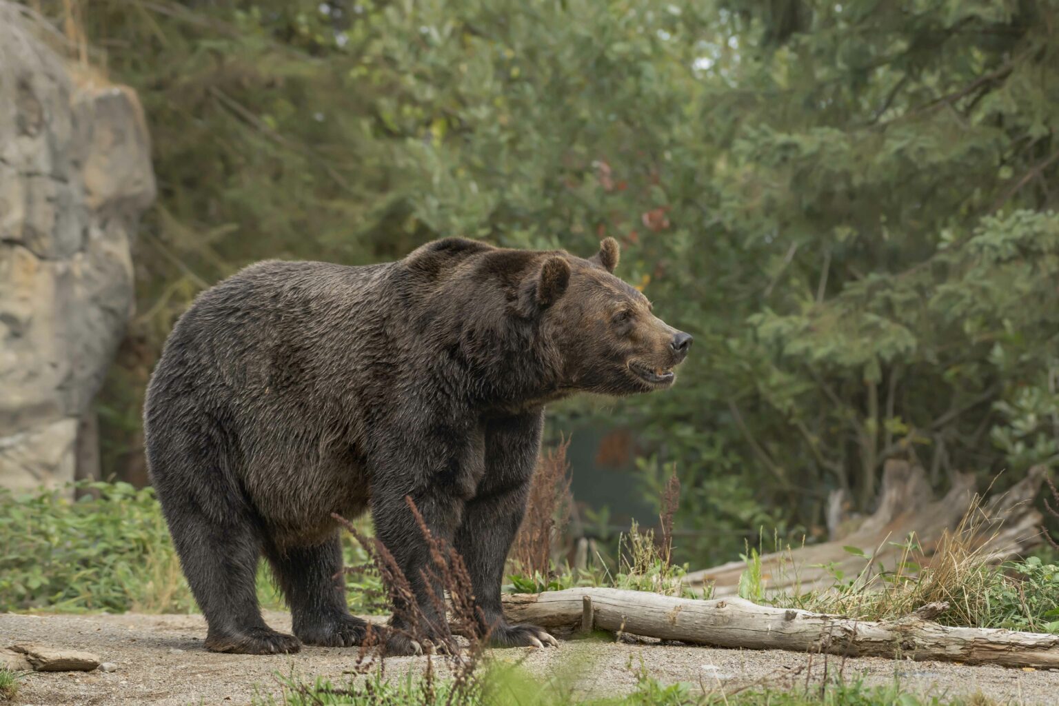 Bear Awareness: Stay Safe in Bear Country - Peak Safety Training